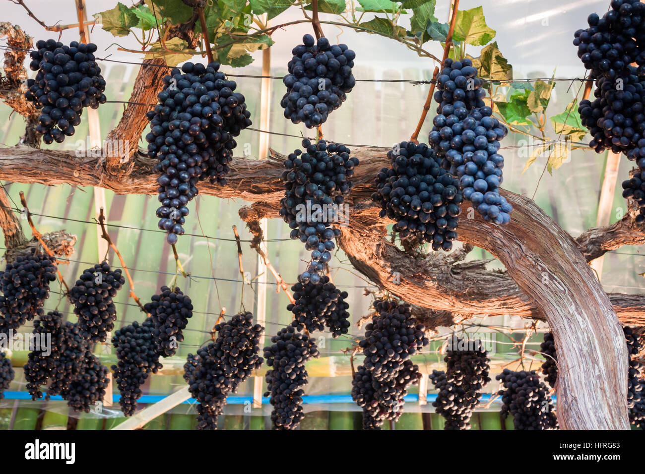 Bunches of grapes hang from a vine, stock photo Stock Photo - Alamy
