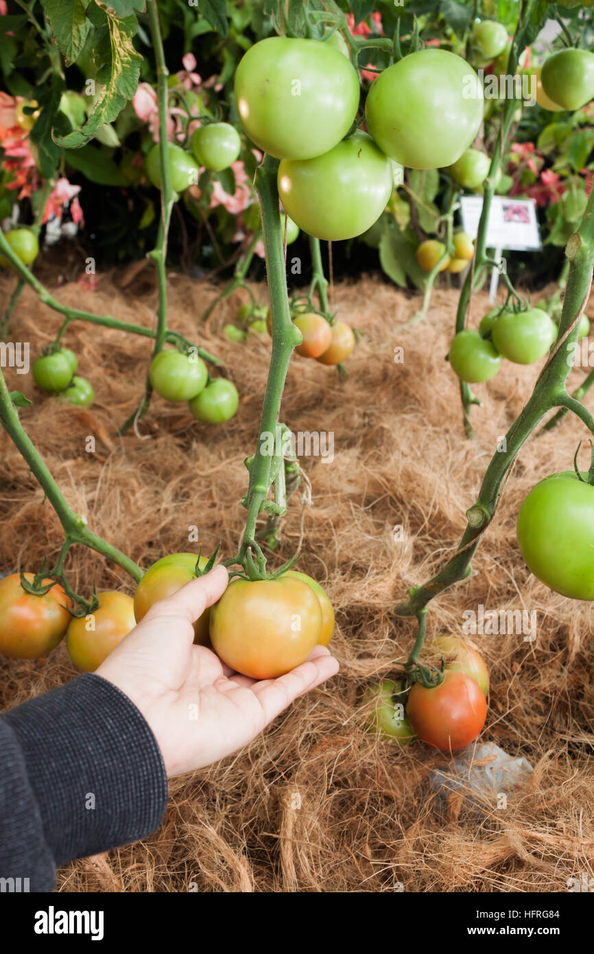 Vine growing culture hi-res stock photography and images - Alamy