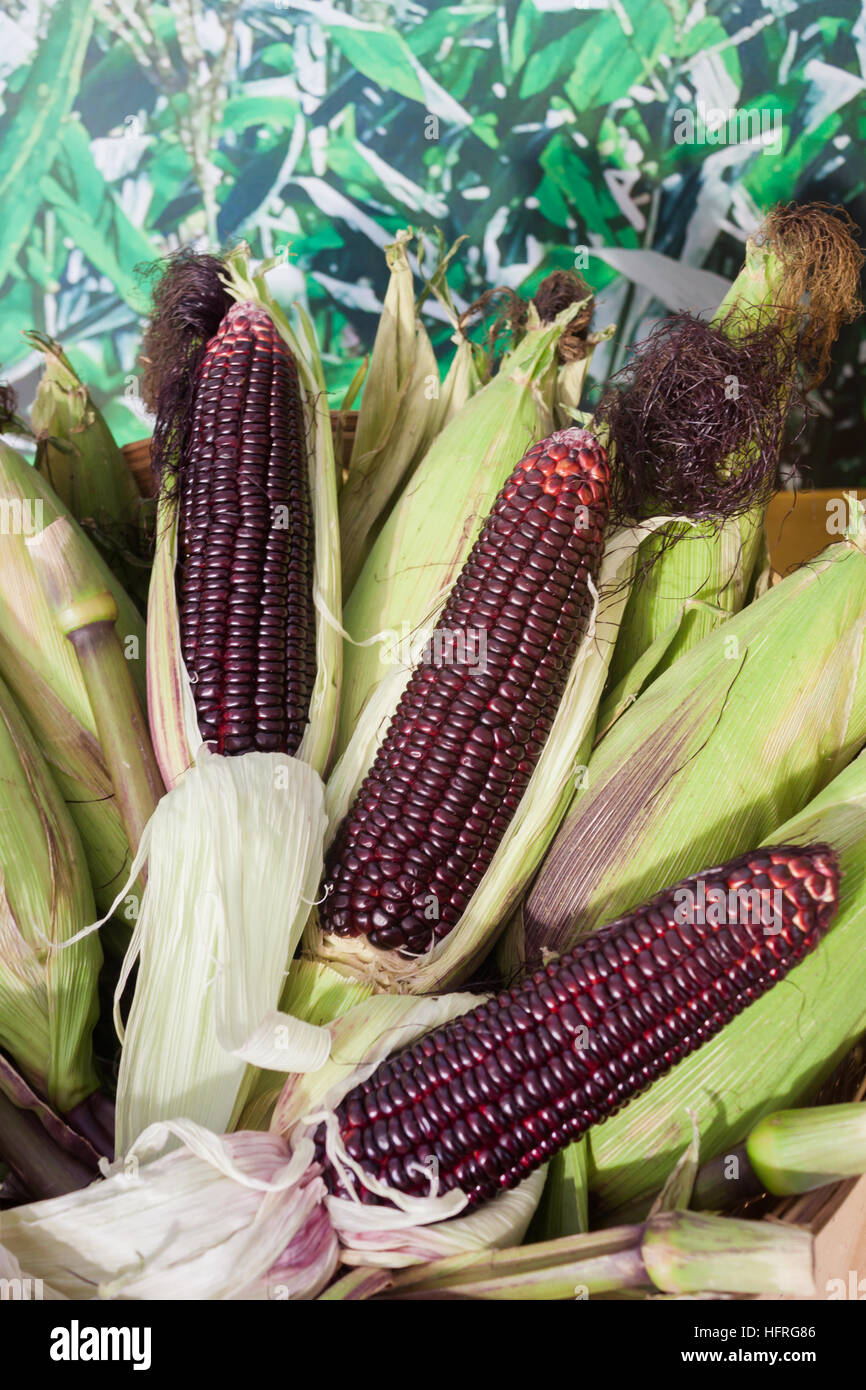 Purple corn on the cob hi-res stock photography and images - Alamy