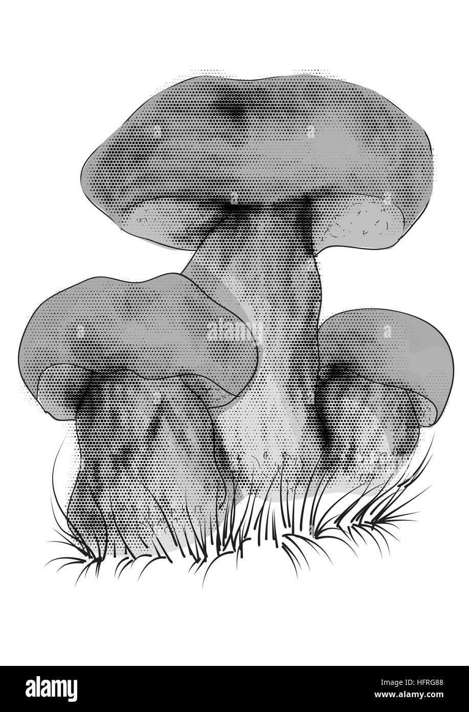 Mushrooms boletus background Black and White Stock Photos & Images - Alamy