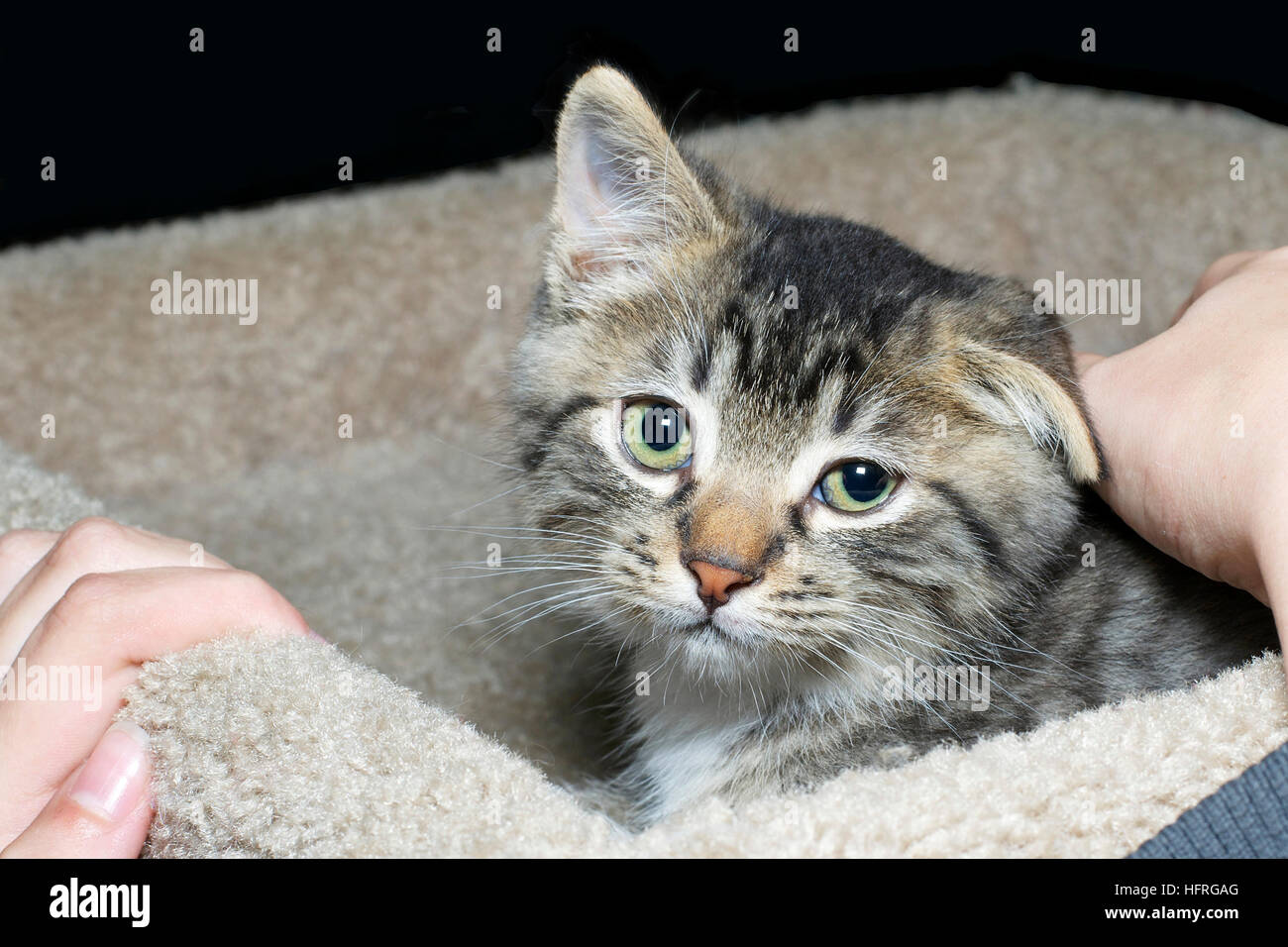 Cute Tan Tabby Kittens New Kittens! They Are About 9 Weeks Old And