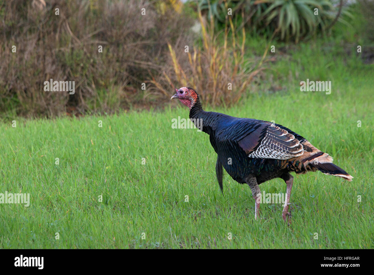 Young wild Tom Turkey walking in a grassy field Stock Photo - Alamy