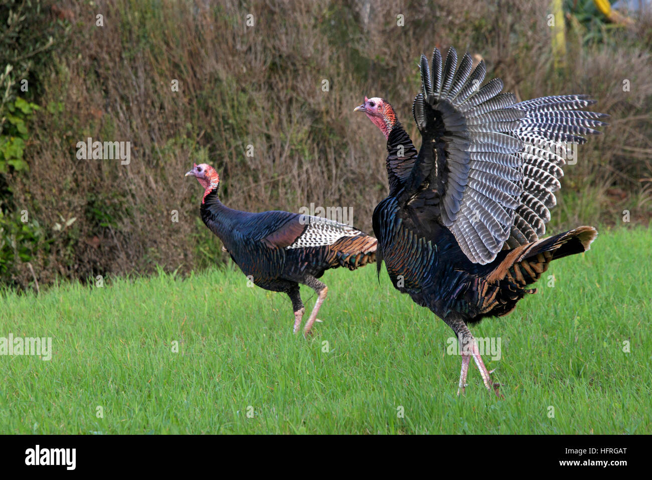Young wild Tom Turkeys walking in a grassy field, flapping wings Stock ...