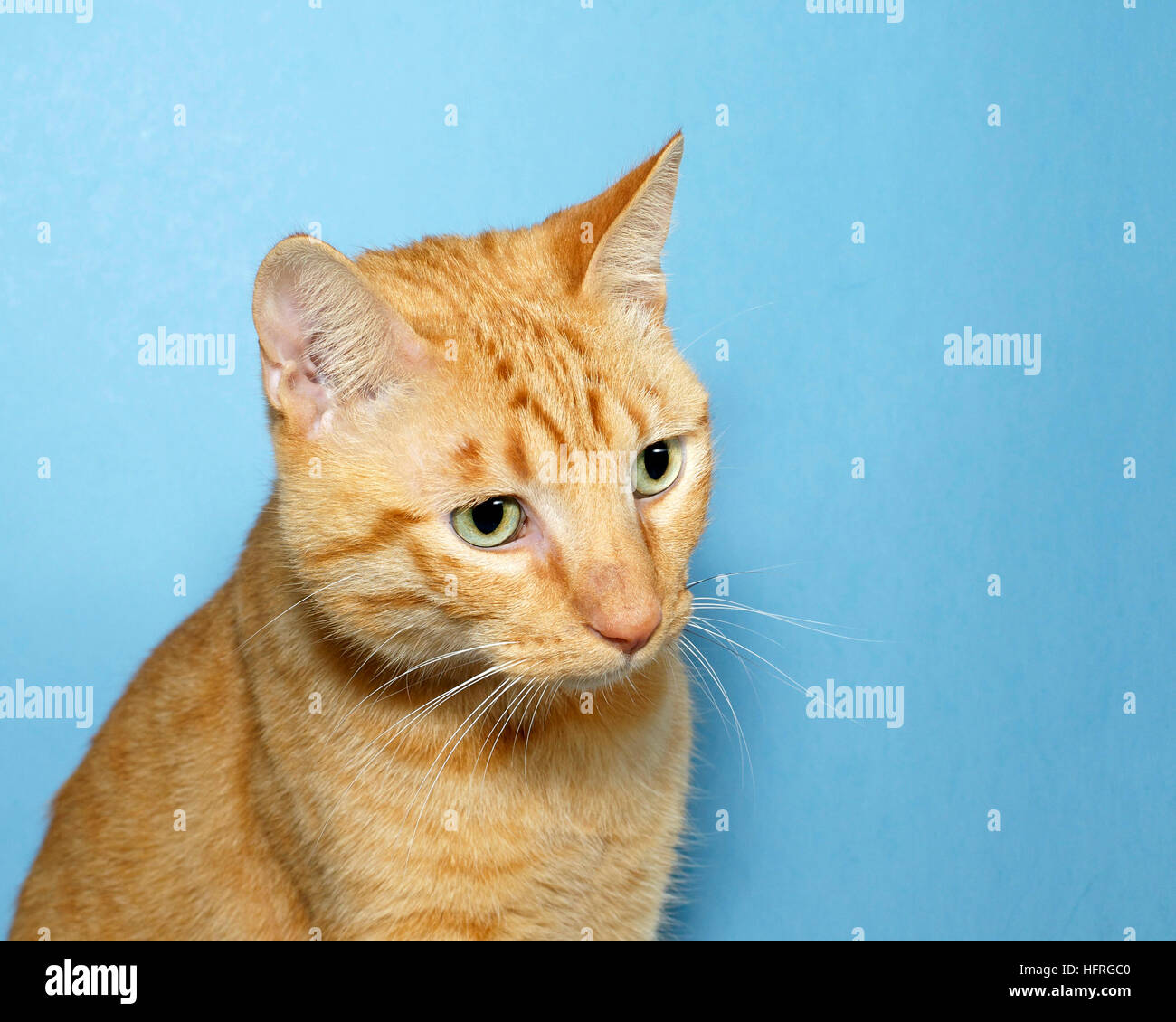 Orange Tabby Cat on blue textured background Stock Photo - Alamy