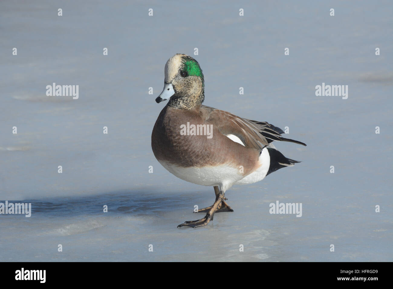 Wigeon duck hi-res stock photography and images - Alamy