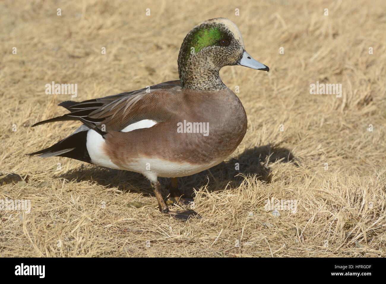 American Wigeon Duck in dry winter grass Stock Photo - Alamy