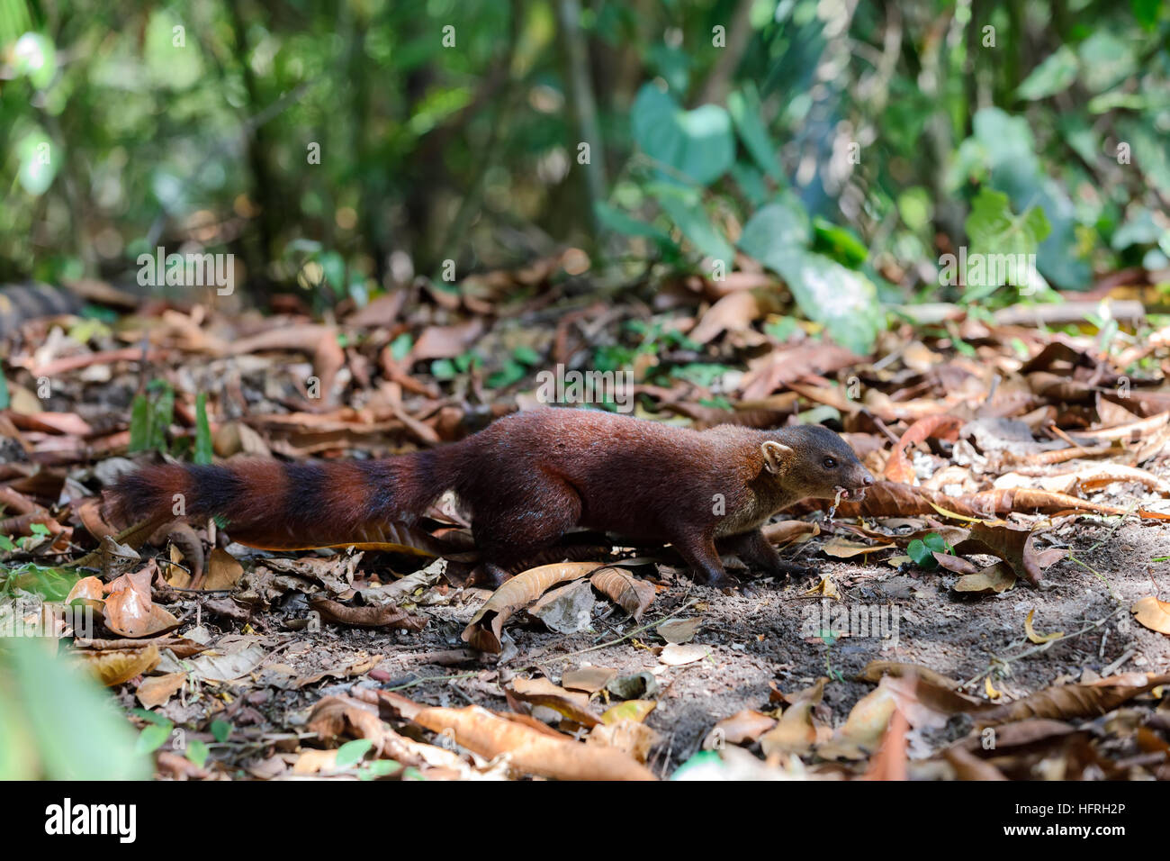Ring-tailed mongoose (Galidia elegans), subfamily Galidiinae ...