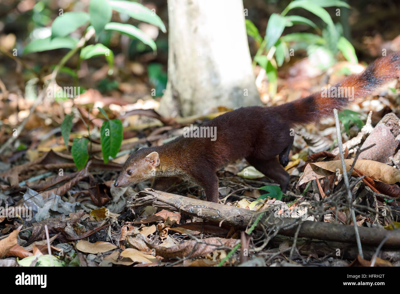 Ring-tailed mongoose (Galidia elegans), subfamily Galidiinae ...