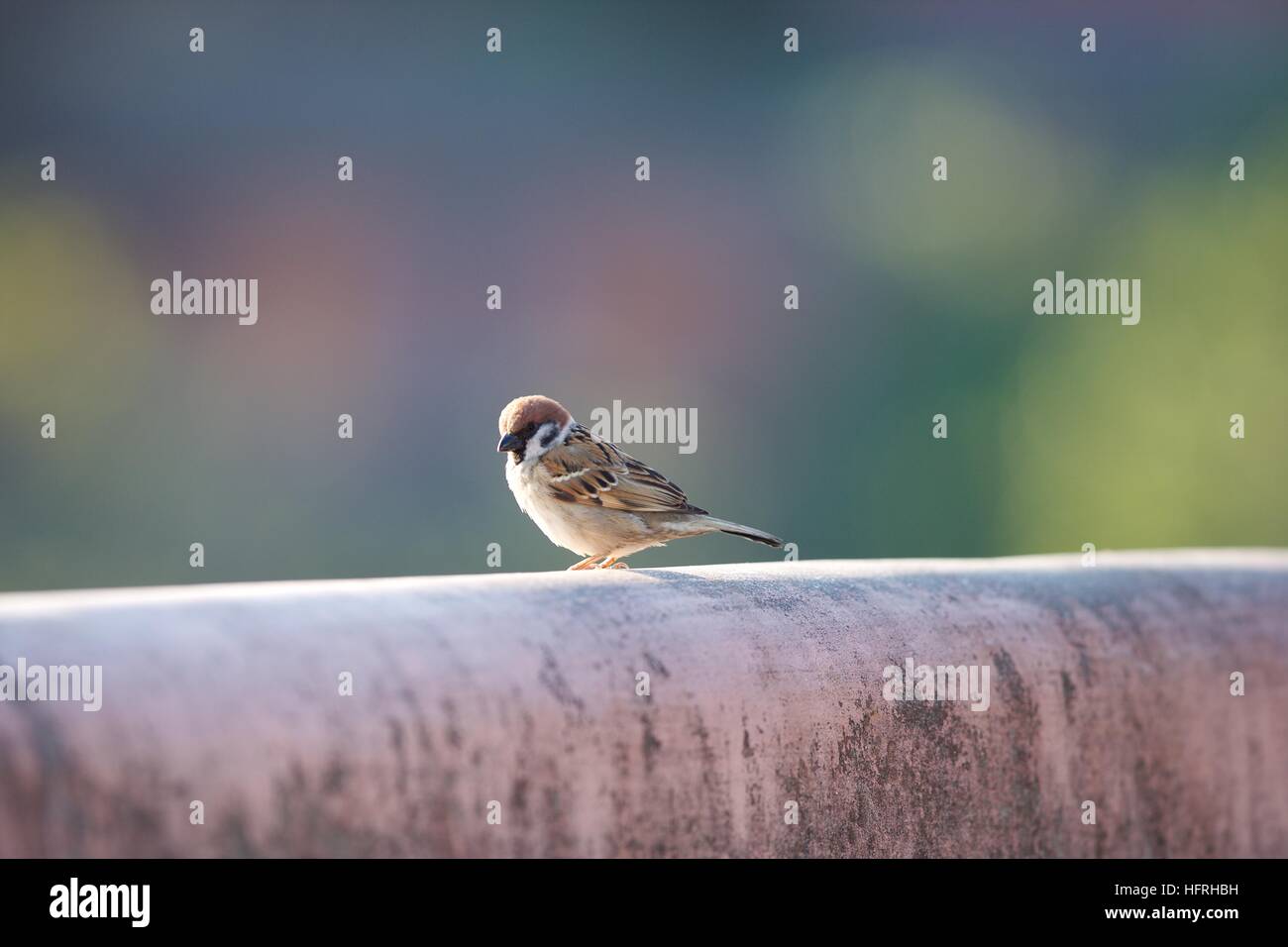 Nepal Kathmandu Asia bird sparrow Stock Photo - Alamy