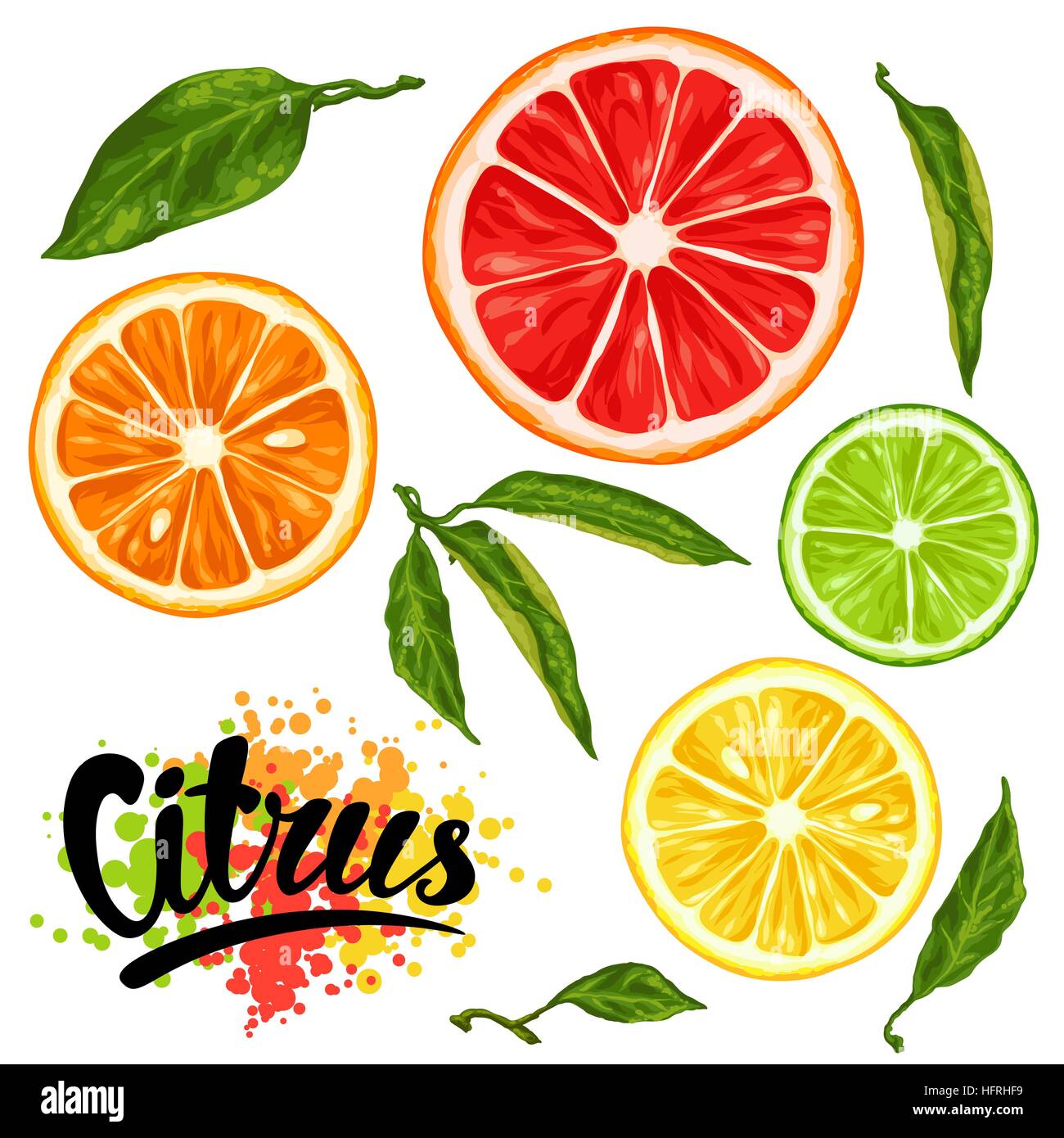 Set with citrus fruits slices. Mix of lemon lime grapefruit and orange ...