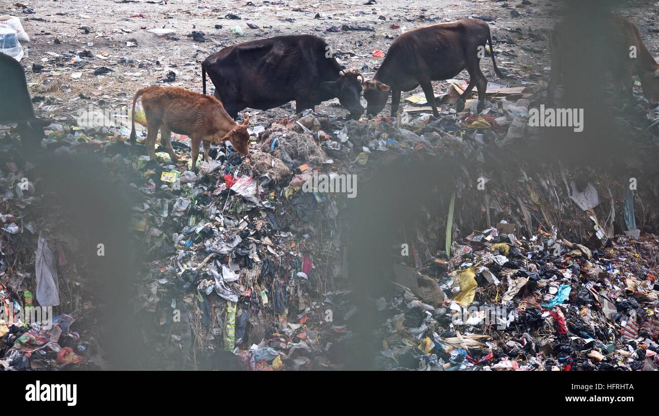 Nepal Kathmandu Asia cows trash garbage rubbish open tip poverty ...