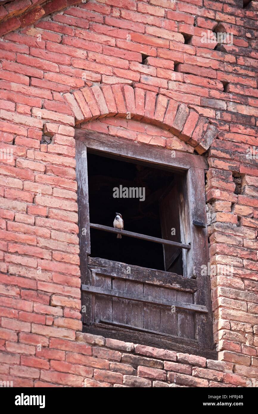 Nepal Kathmandu Asia bird sitting wooden window frame bricks perched ...
