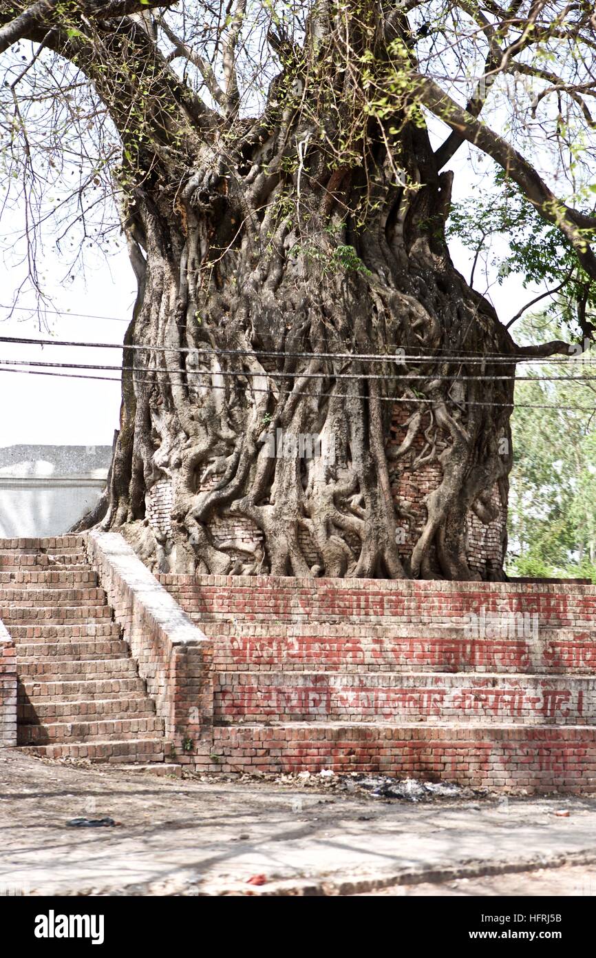 Which Is The Oldest Living Tree In Nepal at Ruby Vannatter blog