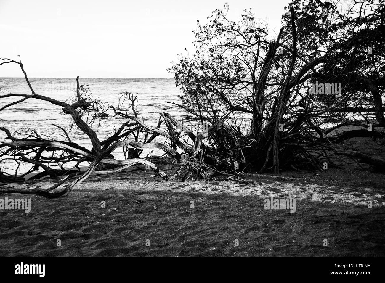 Black and white image of dead trees on the beach at sunrise with single ...