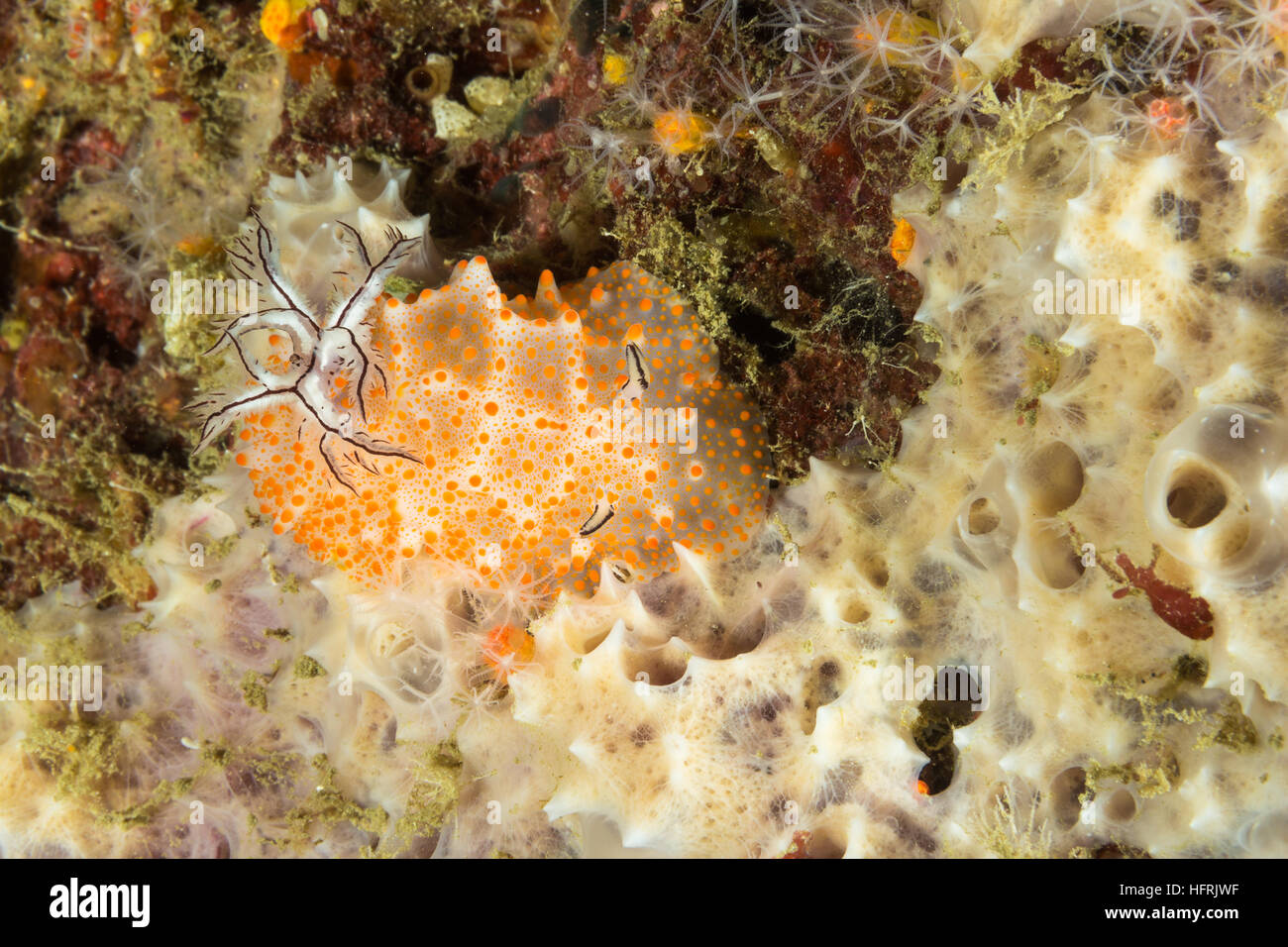 Underwater picture of Halgerda batangas Nudibranch, Sea Slug Stock ...