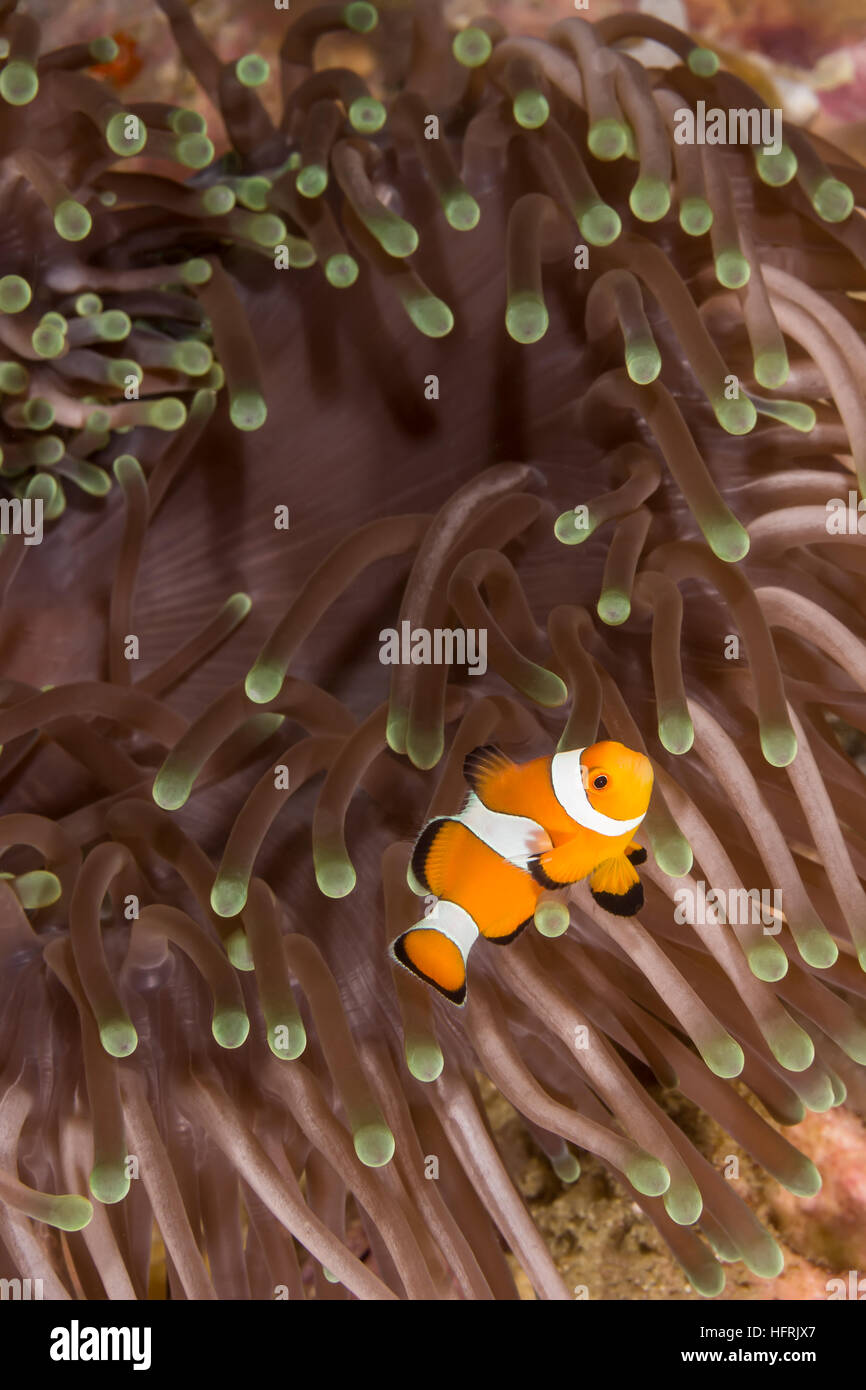 Clow fish hi-res stock photography and images - Alamy