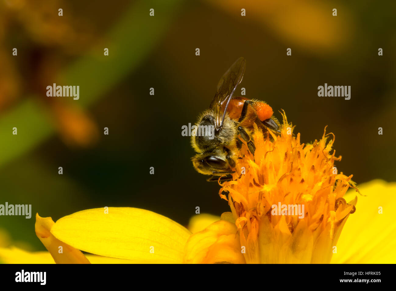 Bee eating, sucking the Yellow Cosmos's syrup in the garden Stock Photo ...