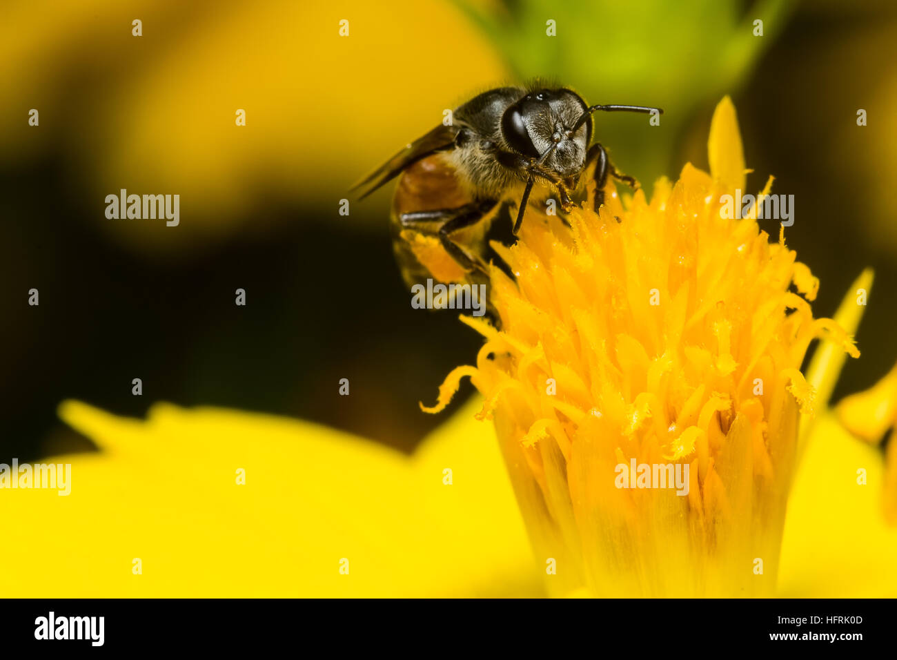 Bee eating, sucking the Yellow Cosmos's syrup in the garden Stock Photo ...