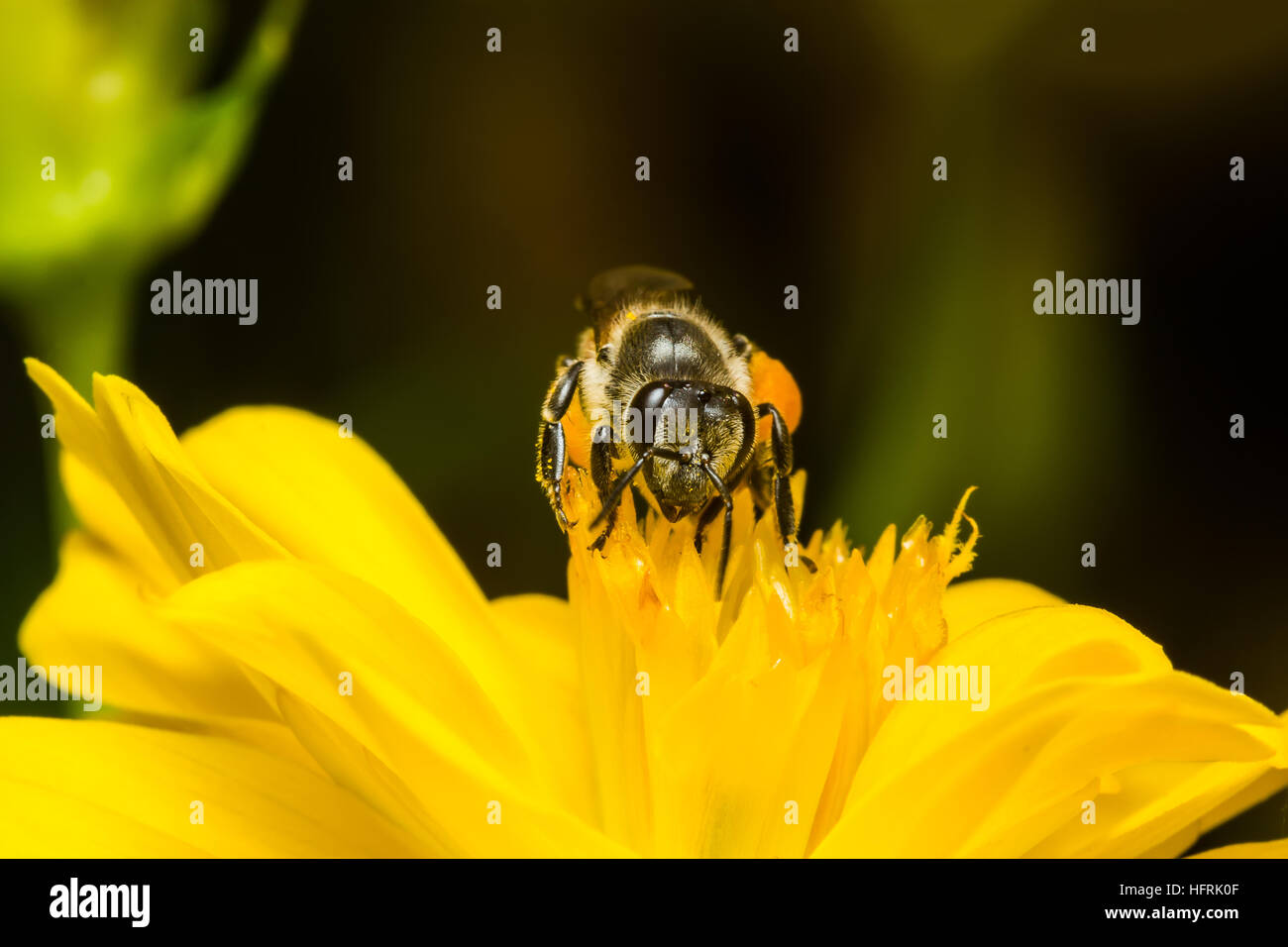 Bee eating, sucking the Yellow Cosmos's syrup in the garden Stock Photo ...