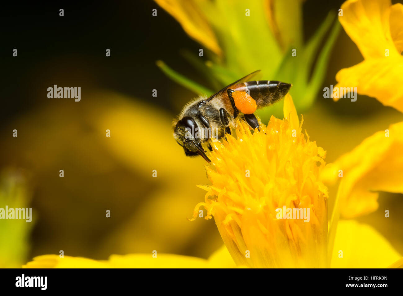 Bee eating, sucking the Yellow Cosmos's syrup in the garden Stock Photo ...