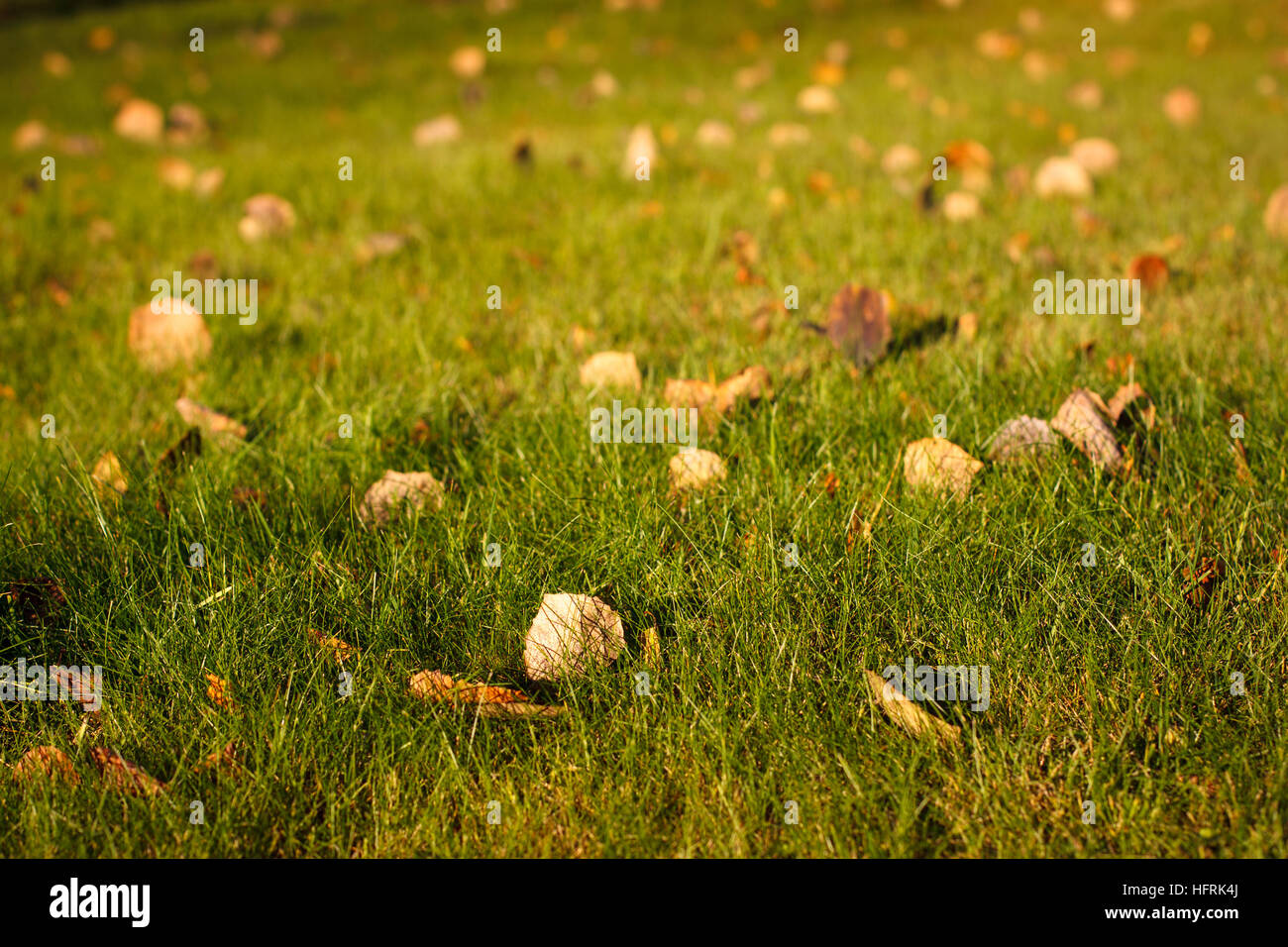 Scattered leaves hi-res stock photography and images - Alamy