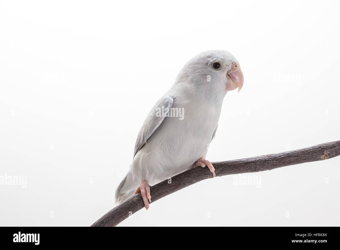 White Forpus on the branch and white background Stock Photo - Alamy