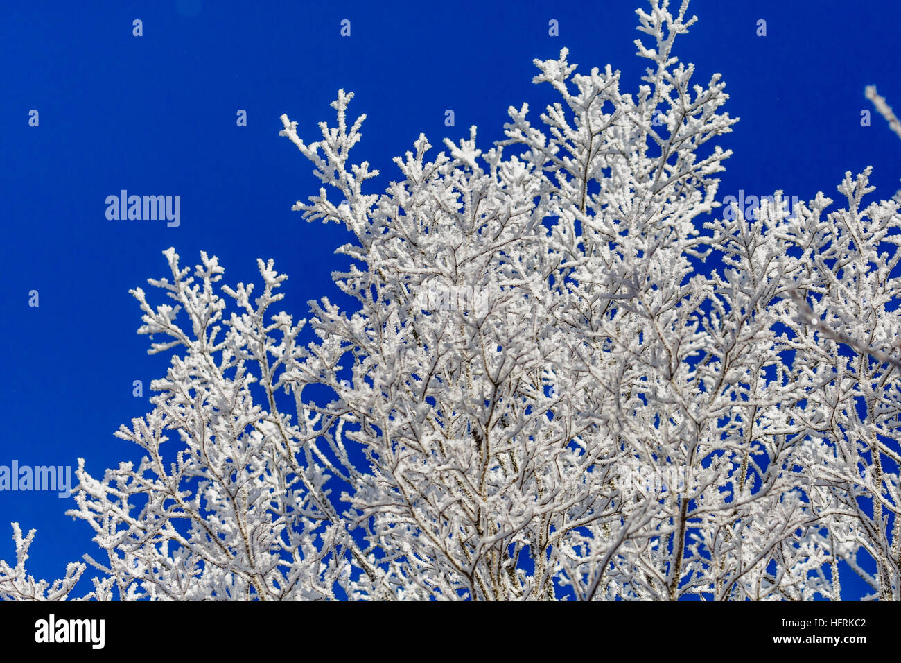 Frost tree branches hi-res stock photography and images - Alamy