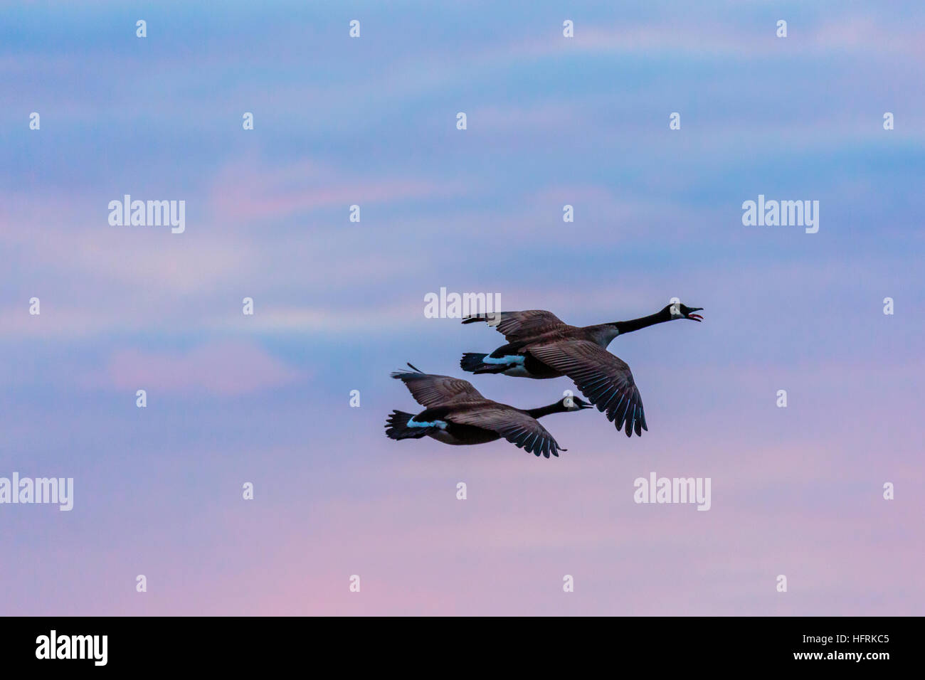 Colorful geese hi-res stock photography and images - Alamy