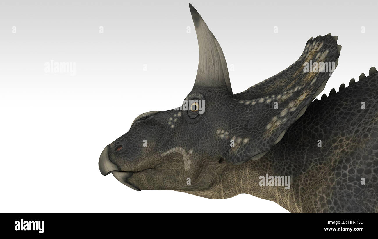 3d illustration of the diceratops isolated on white Stock Photo - Alamy