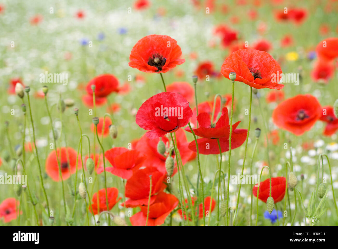 Wildflowers annuals annual plants field hi-res stock photography and ...