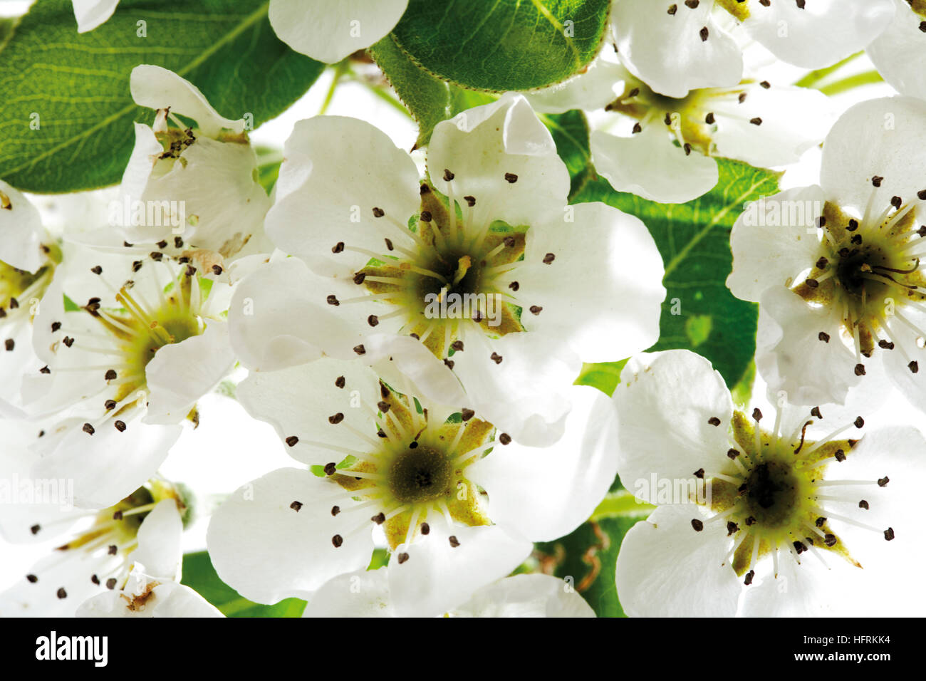 Pear tree blossoms (Pyrus Stock Photo - Alamy