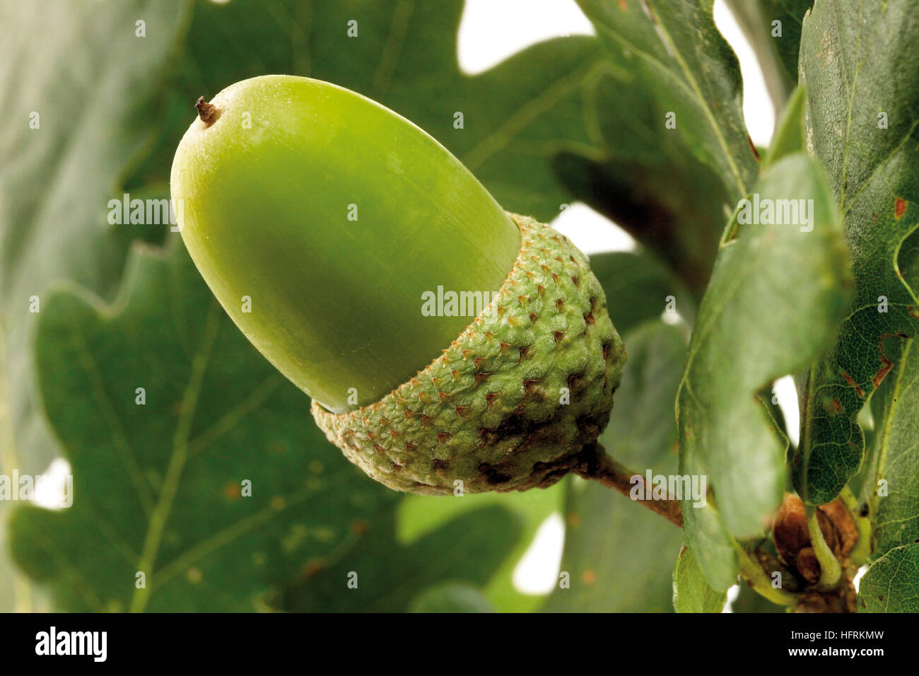 Acorn on a branch Stock Photo - Alamy