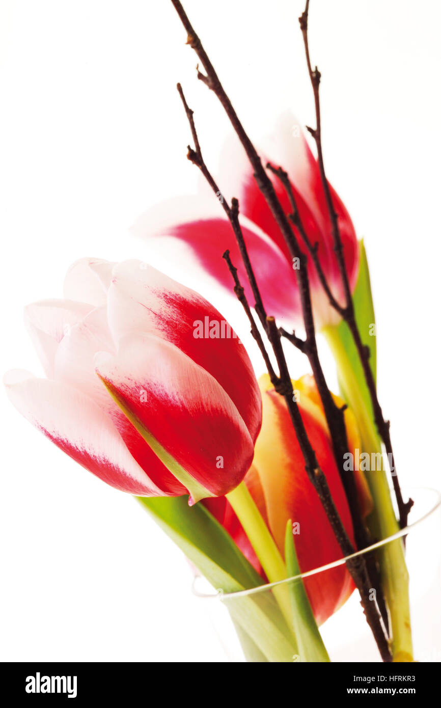 Tulips (Tulipa) and Willow twigs (Salix Stock Photo - Alamy