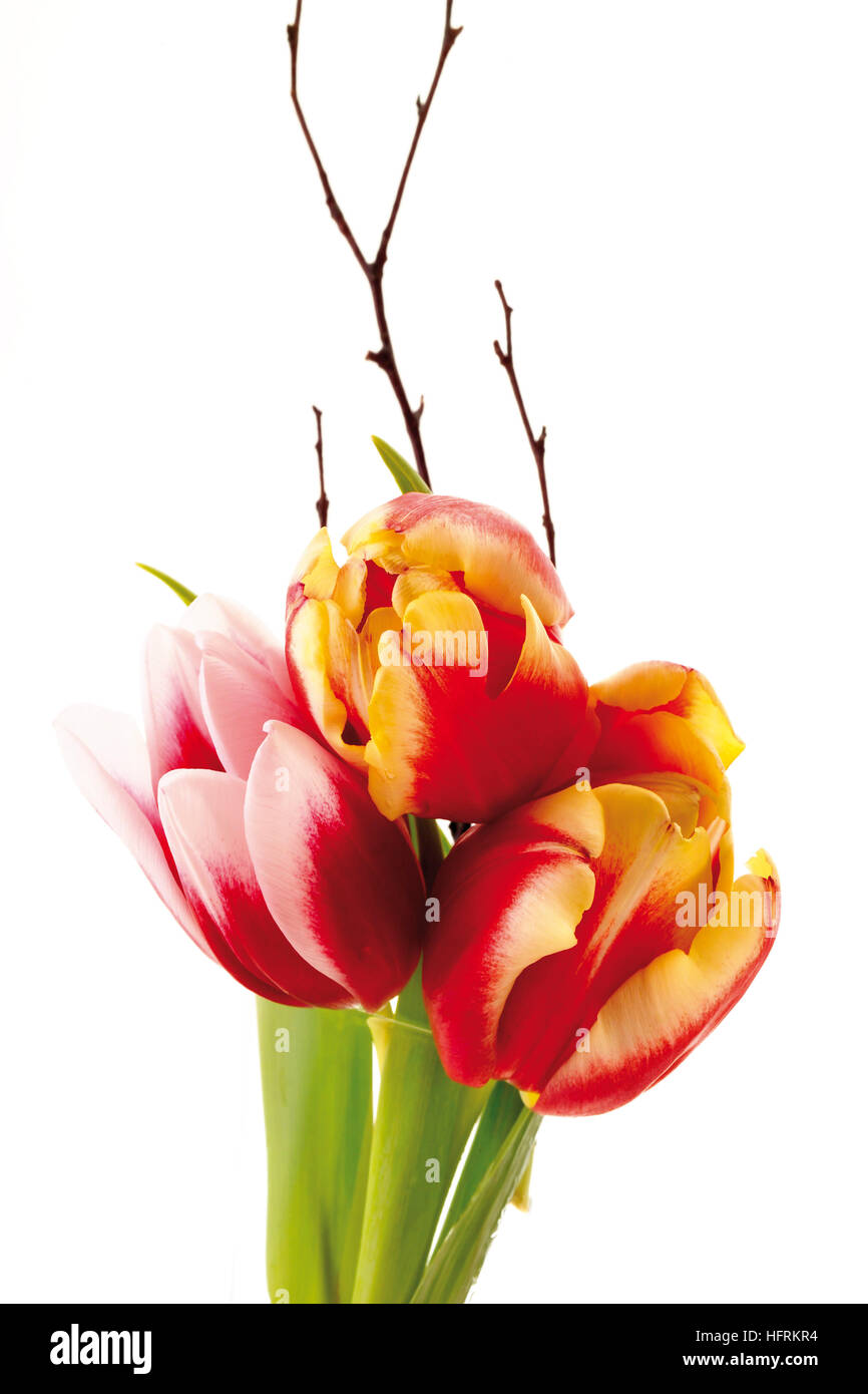 Tulips (Tulipa) and Willow twigs (Salix Stock Photo - Alamy