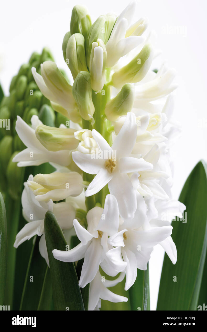 White Hyacinths (Hyacinthus Stock Photo - Alamy