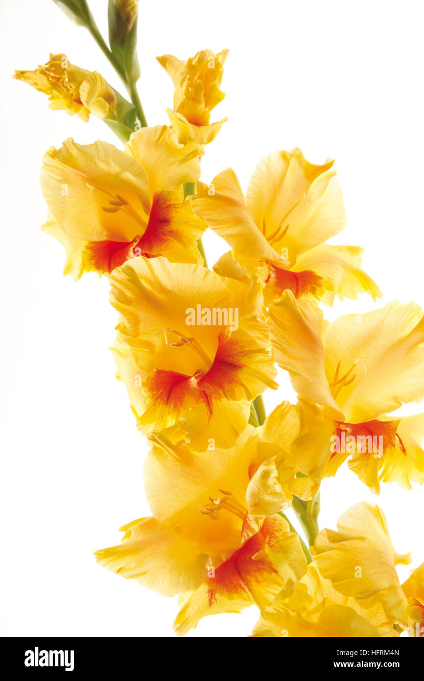 Photos Of Yellow Gladiolus at Douglas Reddin blog