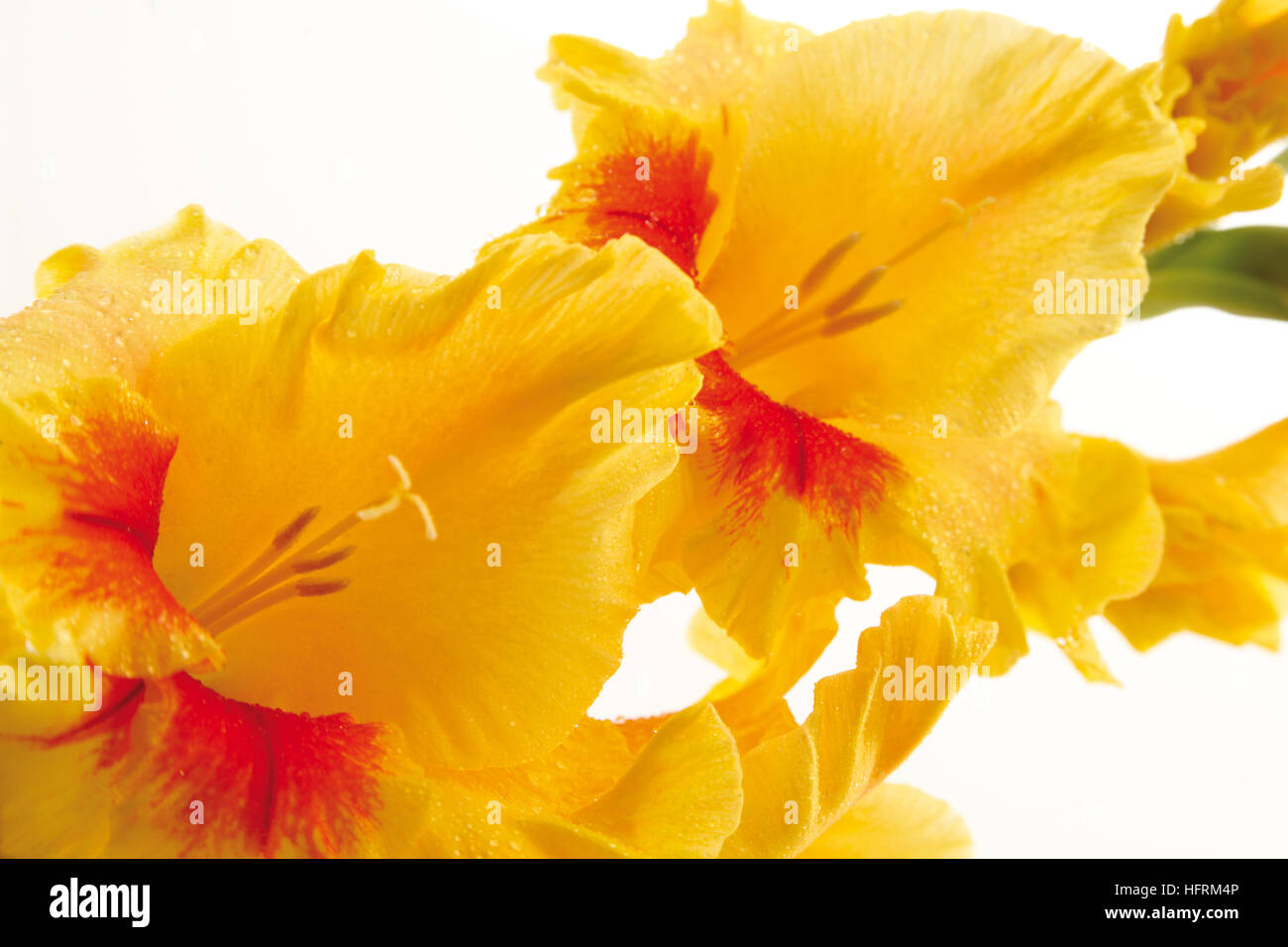 Yellow Gladiolus (Gladiolus Stock Photo - Alamy