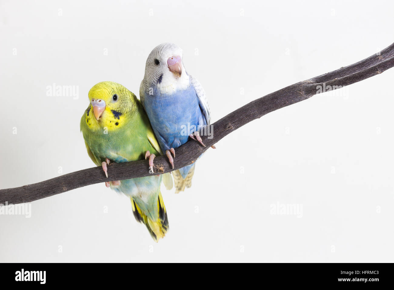 Little Cute Budgerigar, Budgie, Bird on white background Stock Photo ...