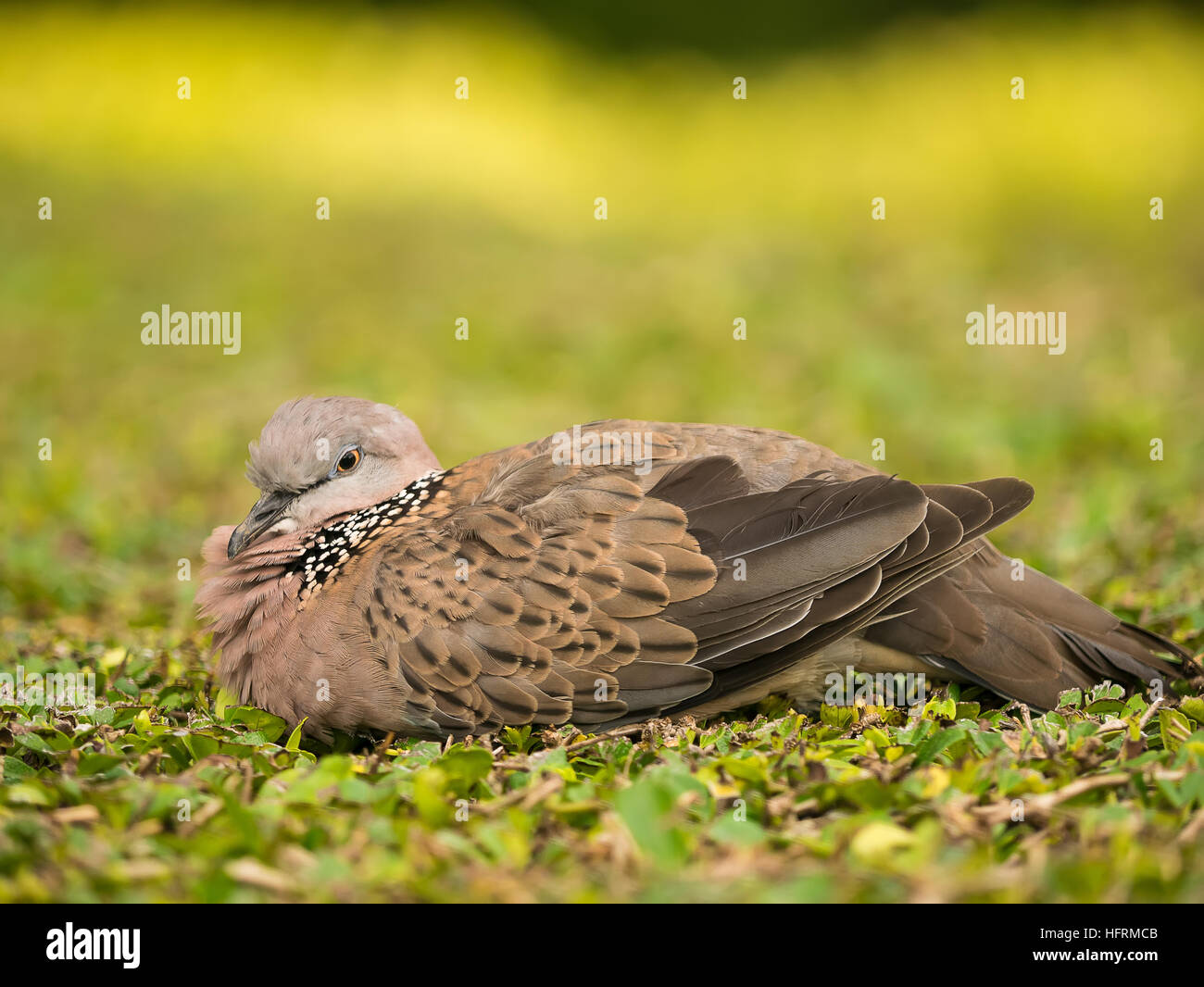 Take brush hi-res stock photography and images - Alamy