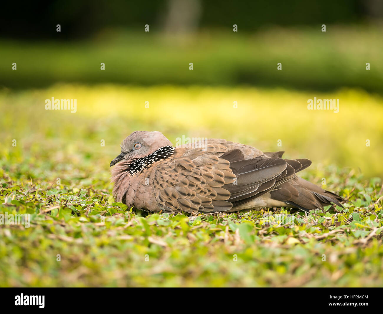 Spotted Dove Bird take a nap on the brush Stock Photo - Alamy
