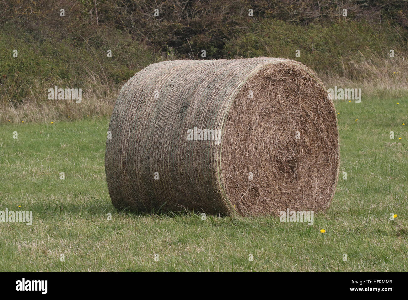 Round Bale of Hay Stock Photo - Alamy