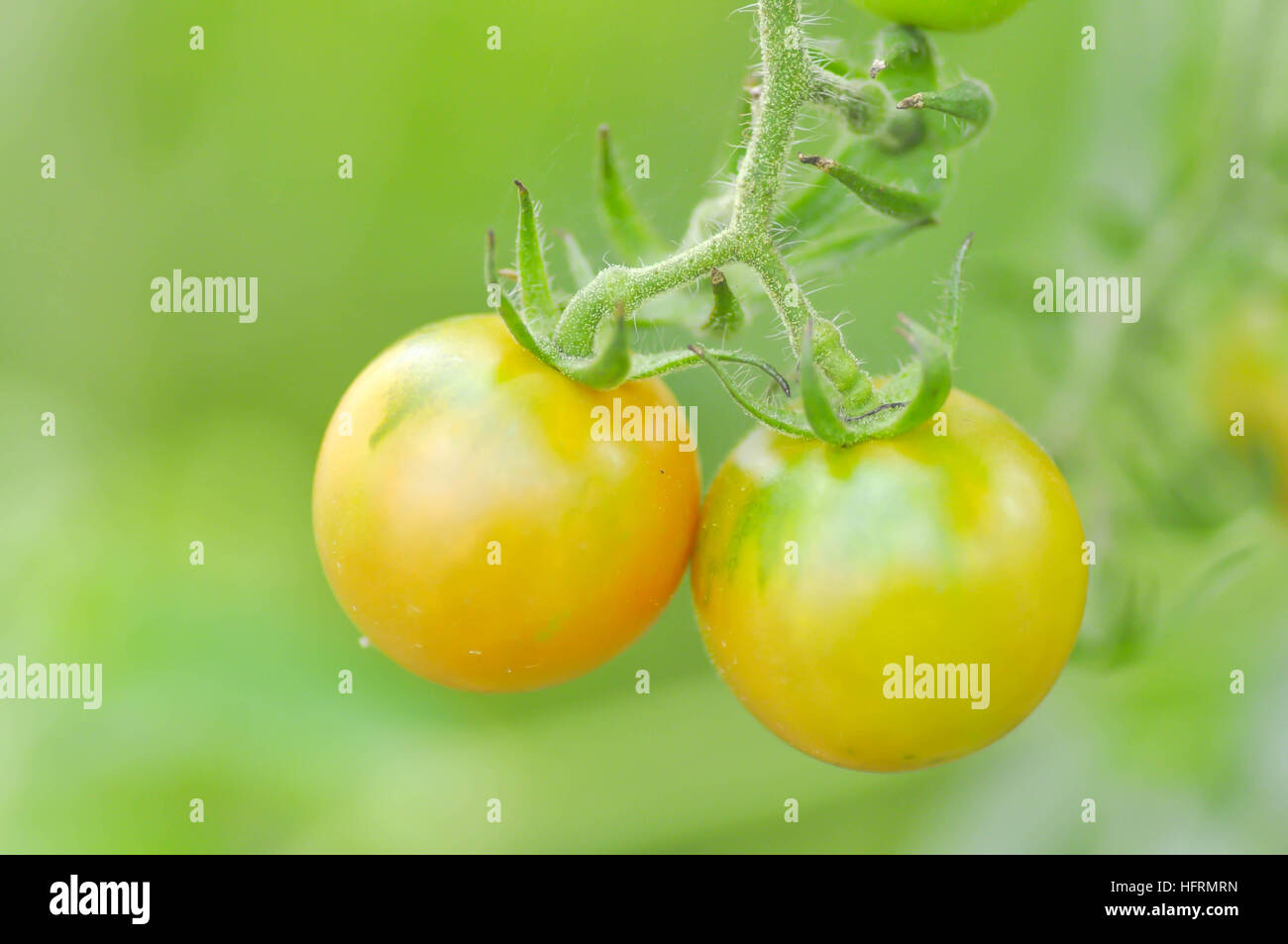 fresh tomato plant on the farm Stock Photo - Alamy