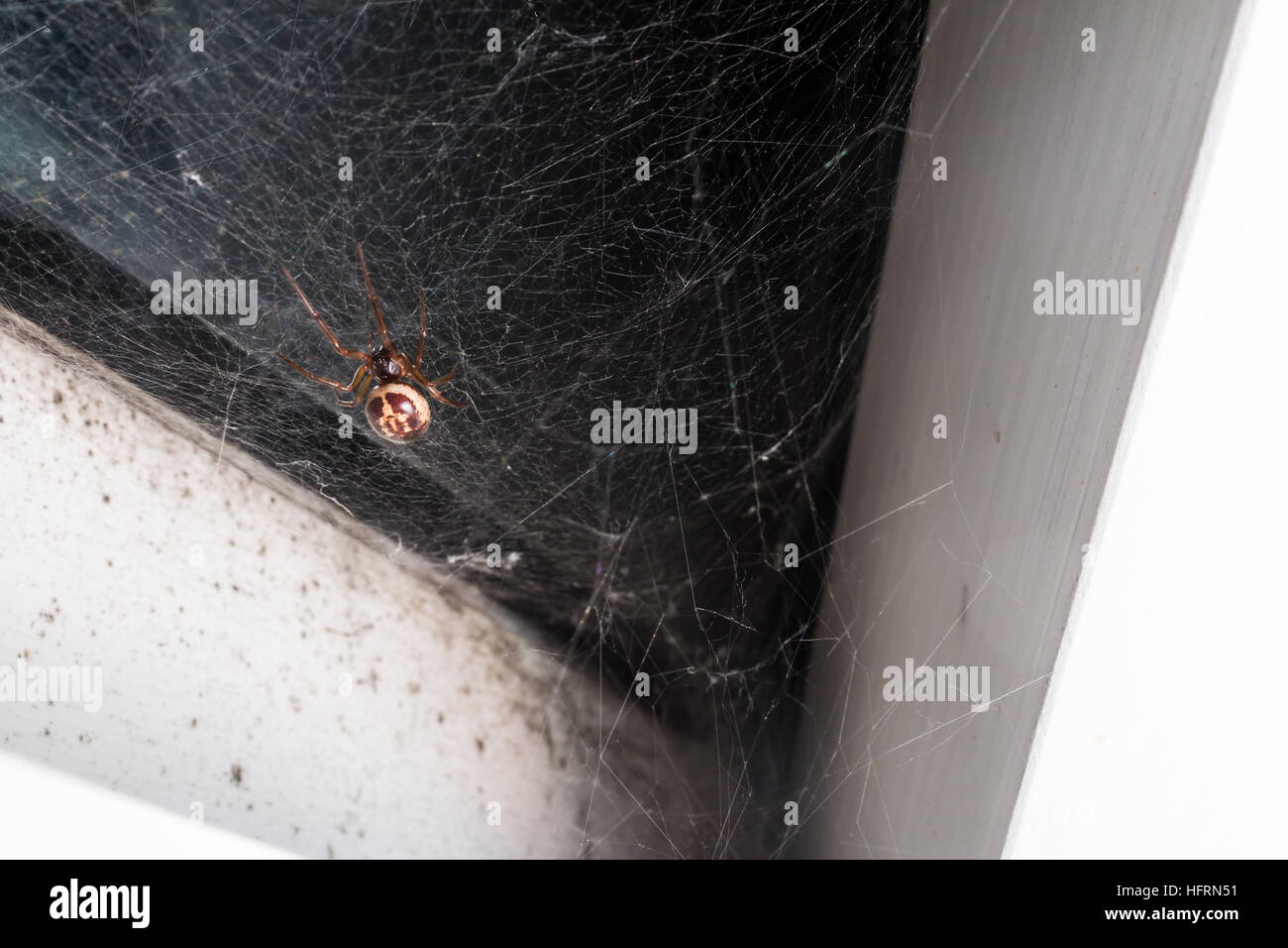 False widow spider uk hi-res stock photography and images - Alamy