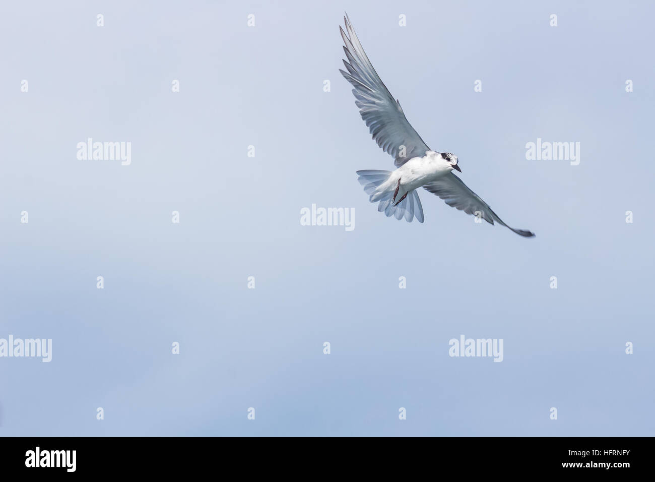 Tern Bird flying in the sky Stock Photo - Alamy