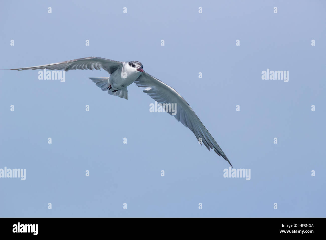 Flying life hi-res stock photography and images - Alamy