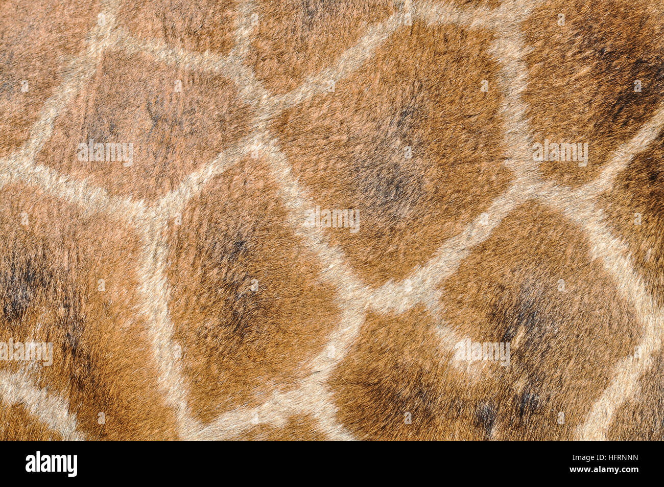 Giraffe Fur Pattern High Resolution Stock Photography and Images - Alamy