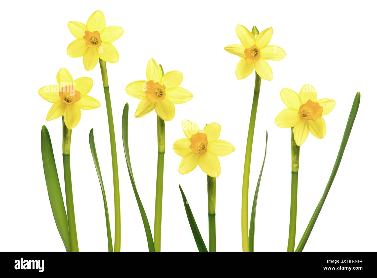 White daffodils on garden Cut Out Stock Images & Pictures - Alamy