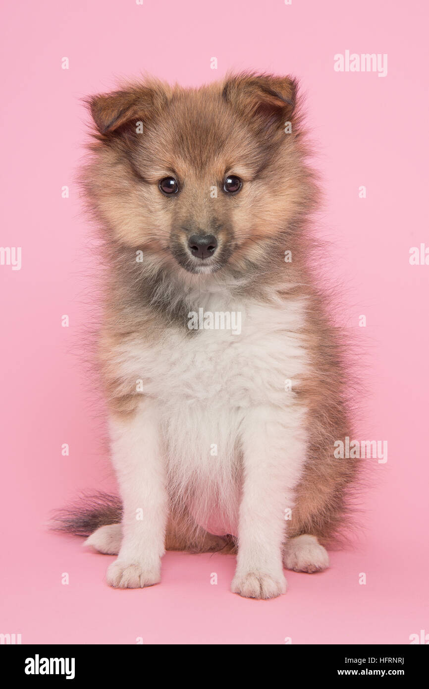 Shetland sheepdog, cute sheltie puppy sitting on a pink background ...