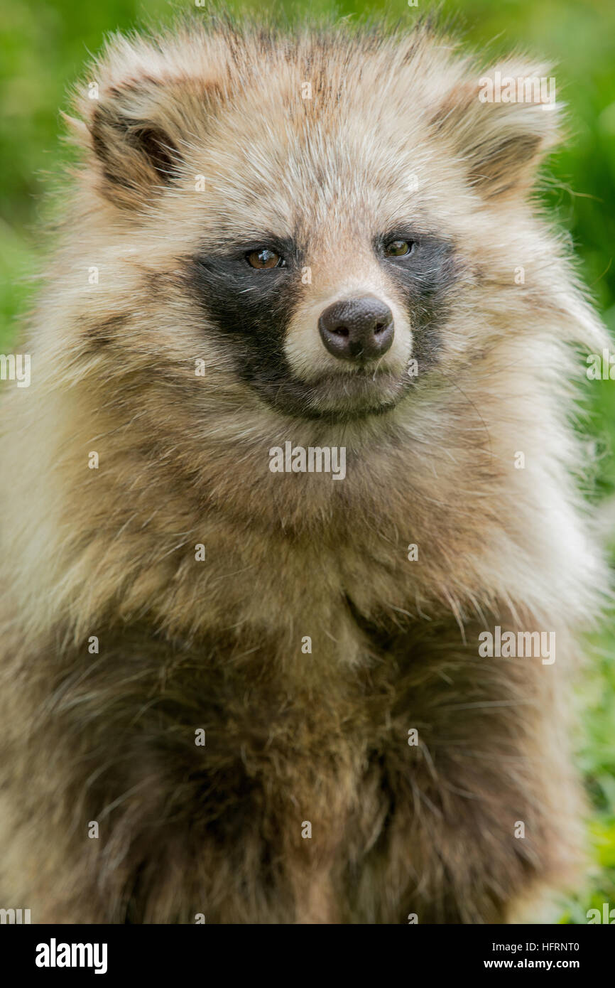Dog racoon hi-res stock photography and images - Alamy