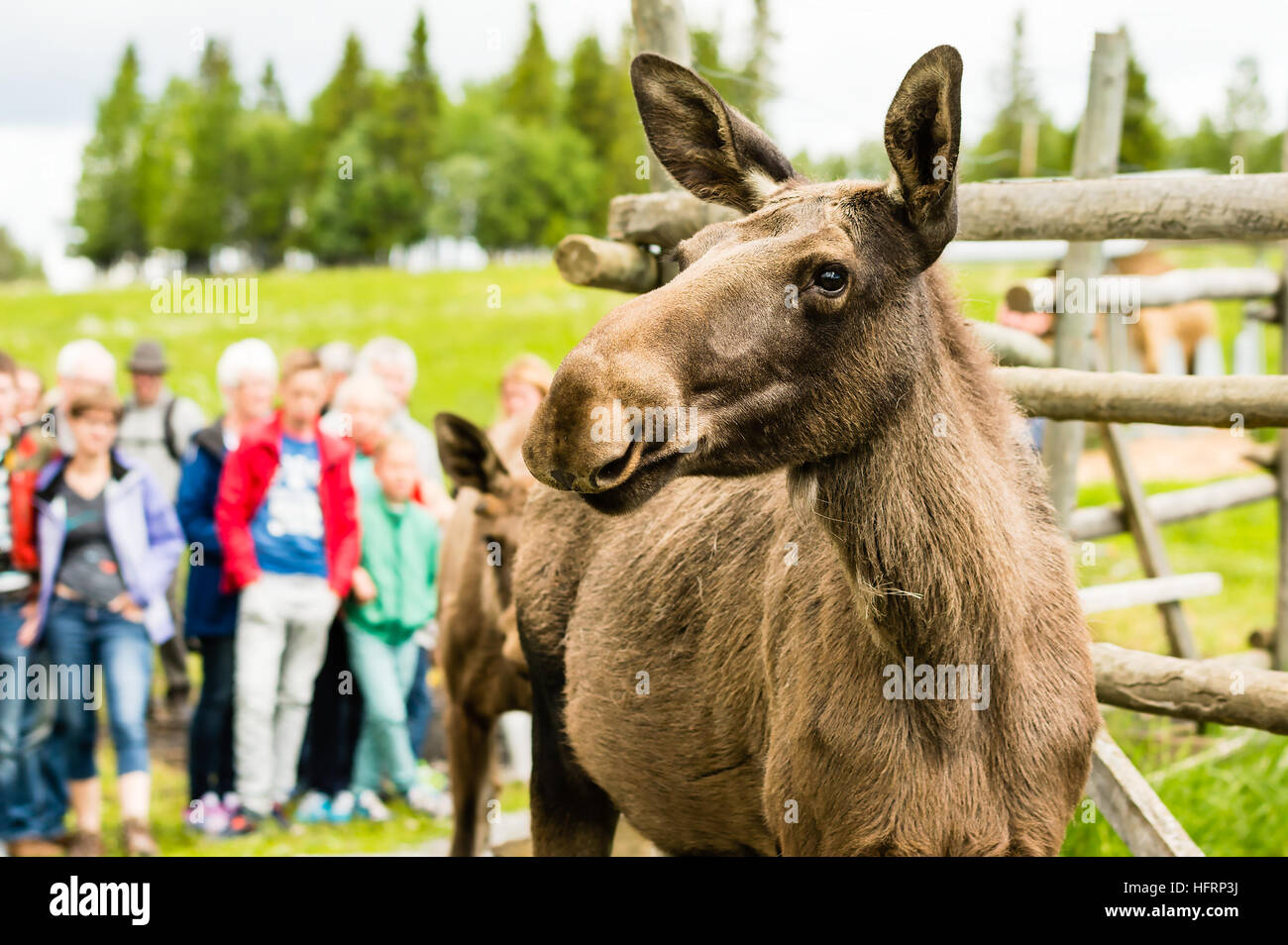 Tame moose hi-res stock photography and images - Alamy